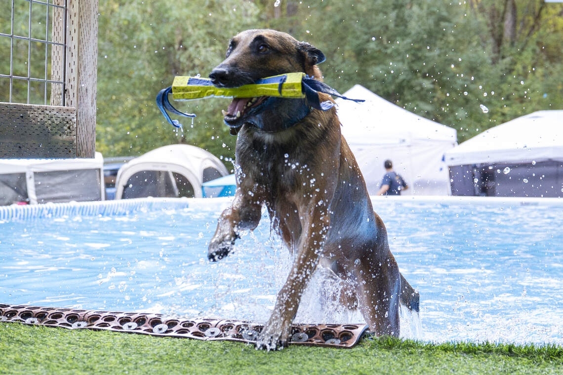 Dock diving at Brown Dog University on the Key Peninsula | Tacoma News ...