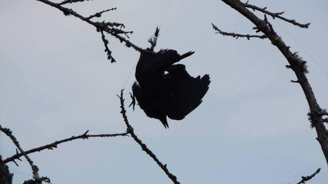 Crow rescued at Point Defiance being treated at PAWS rehab | Tacoma ...