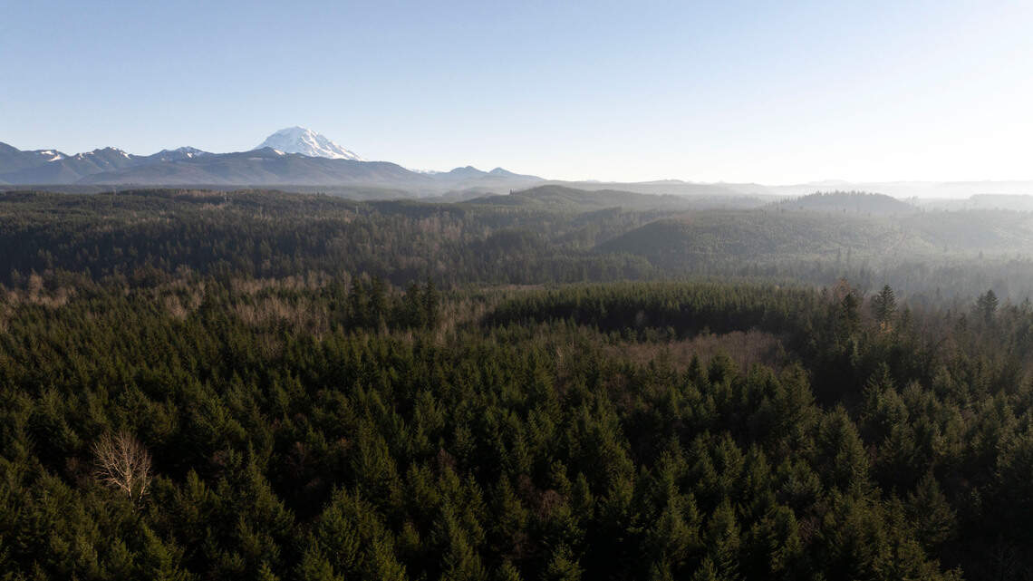 Pierce County considers timber sale, plans to thin 200 acres | Tacoma ...