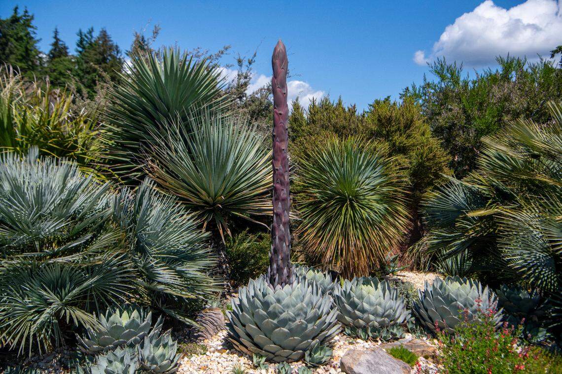 First and only bloom of rare agave plant at Tacoma’s zoo | Tacoma News ...