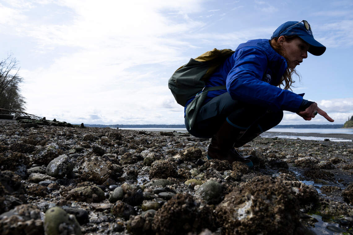 Low tide on Puget Sound offers glimpse of sea life, starfish | Tacoma ...