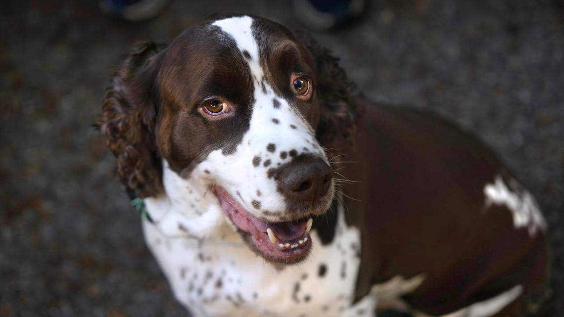 Meet Pippin from Puyallup, voted Pierce County’s cutest dog | Tacoma ...
