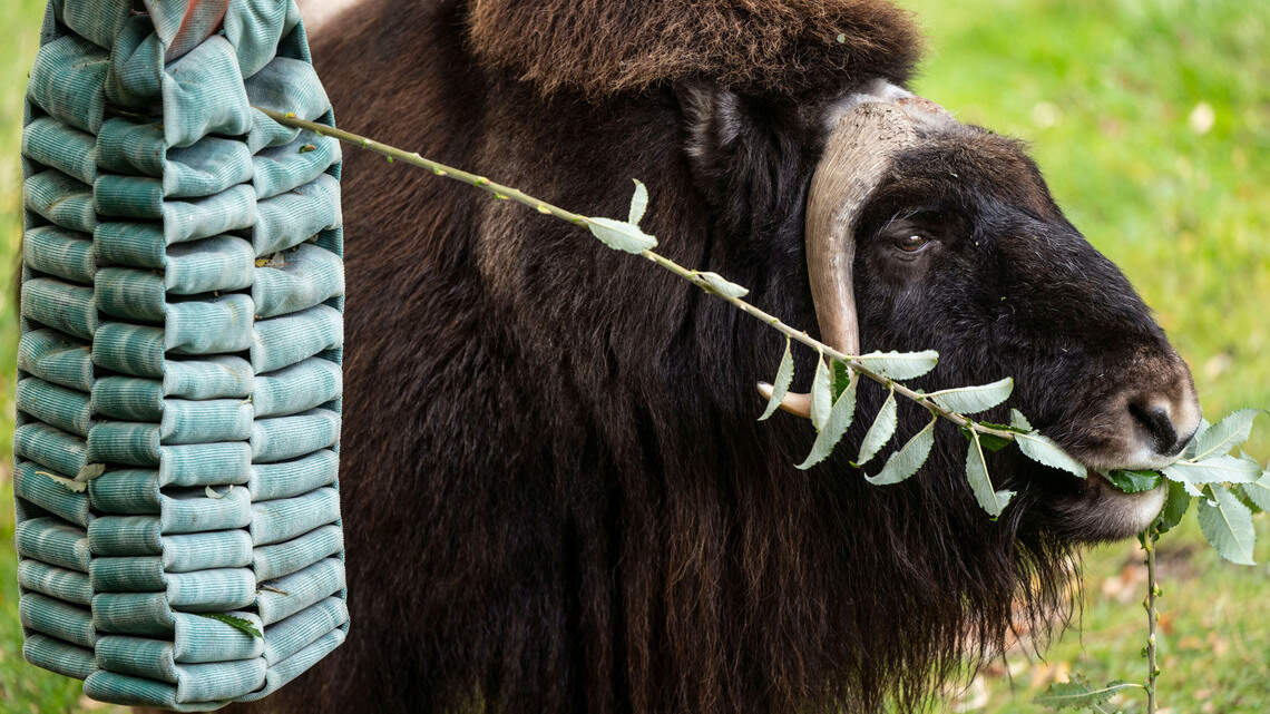 Point Defiance zoo finds a way to use expired fire hoses. | Tacoma News ...