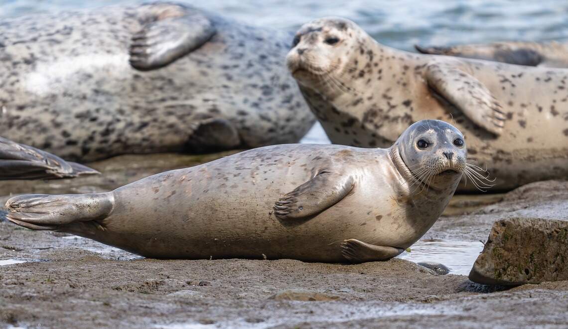 Seal protection volunteer program launches at Owen Beach | Tacoma News ...
