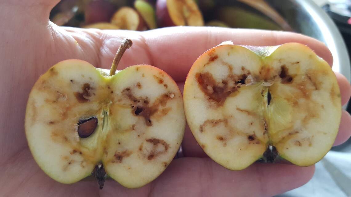 Are your apples brown inside? Don’t travel with them | Tacoma News Tribune