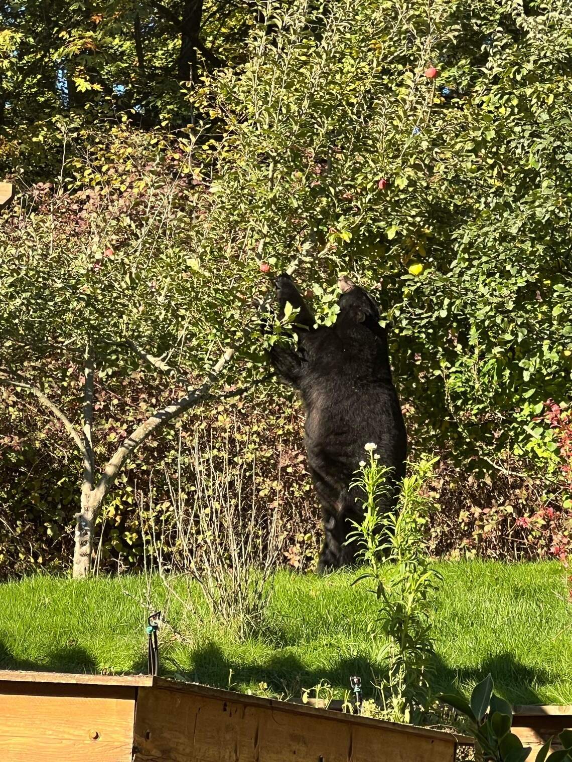 Black bear spotted snacking near Gig Harbor-area school | Tacoma News ...