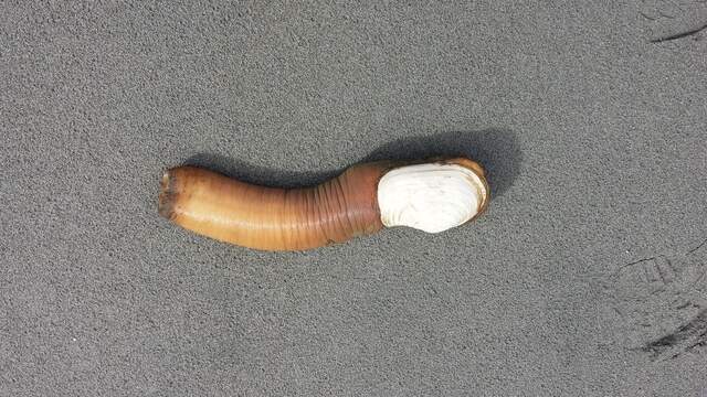 Spring geoduck season brings new Puget Sound, WA rules | Tacoma News ...