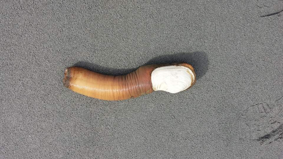 Spring geoduck season brings new Puget Sound, WA rules | Tacoma News ...