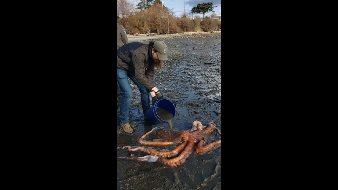 Video shows huge octopus struggling in mud at WA bay | Tacoma News Tribune