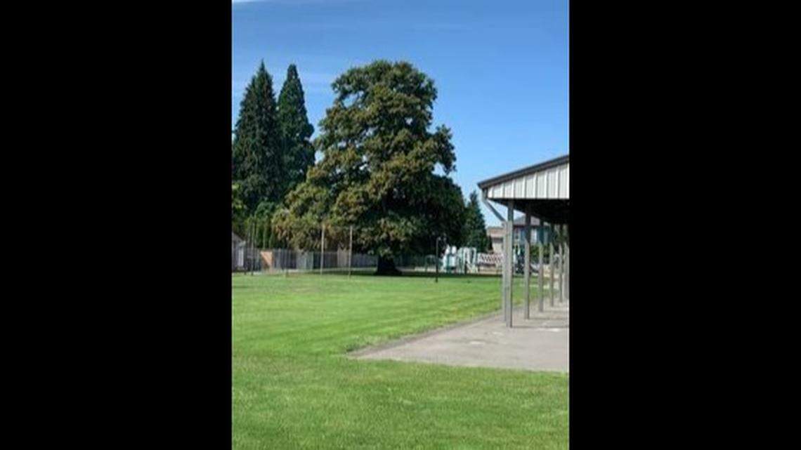 Allergy experts weigh in on Stewart Elementary chestnut tree | Tacoma ...
