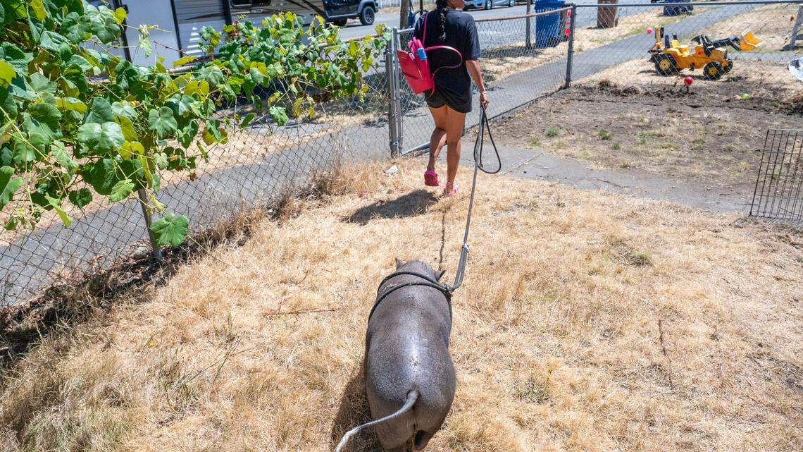 Photos: Pumba, South Tacoma’s potbellied pig, enjoys some of his ...