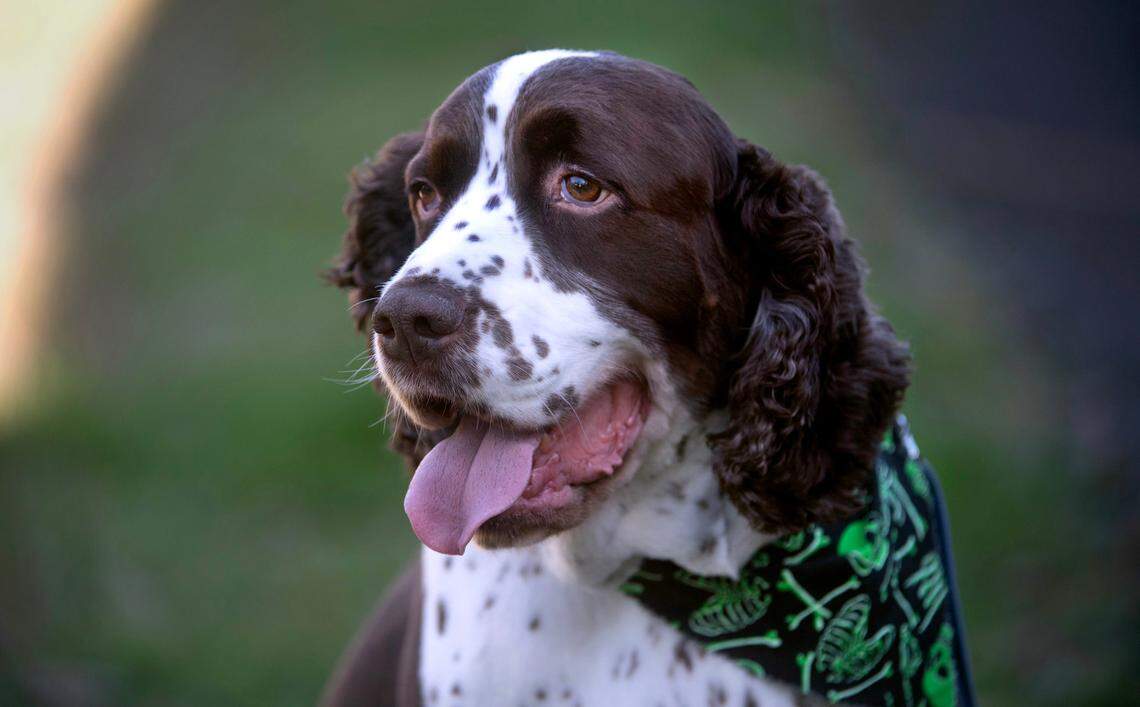 Meet Pippin from Puyallup, voted Pierce County’s cutest dog | Tacoma ...