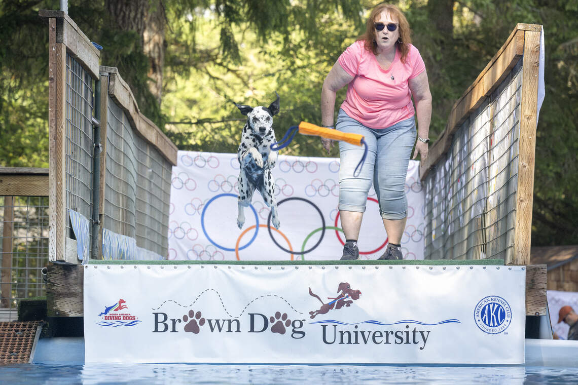 Dock diving at Brown Dog University on the Key Peninsula | Tacoma News ...