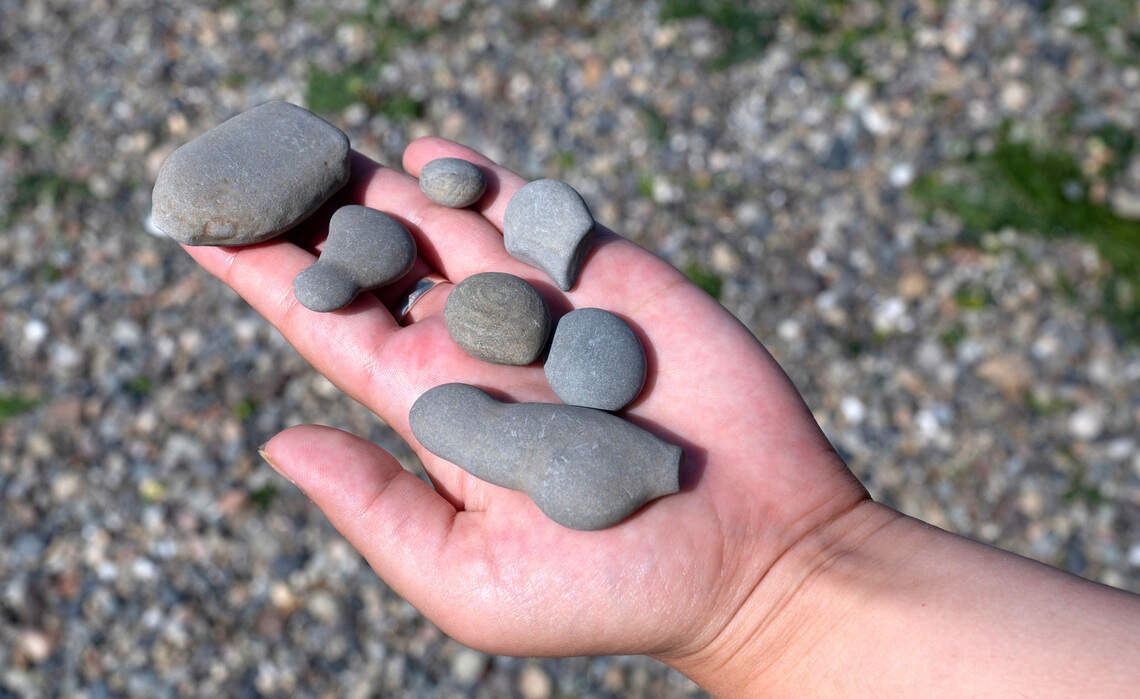 Rare claybaby formations wash up on Puget Sound: here’s why | Tacoma ...