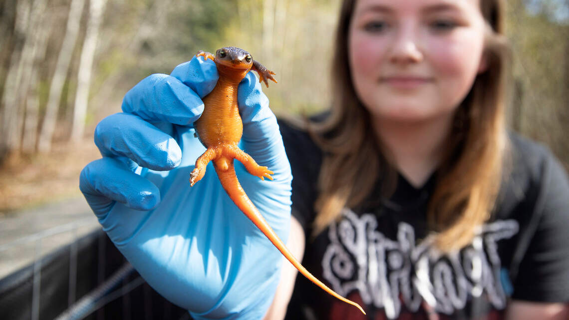 Saint Martin’s students help WA newts reach breeding pond | Tacoma News ...