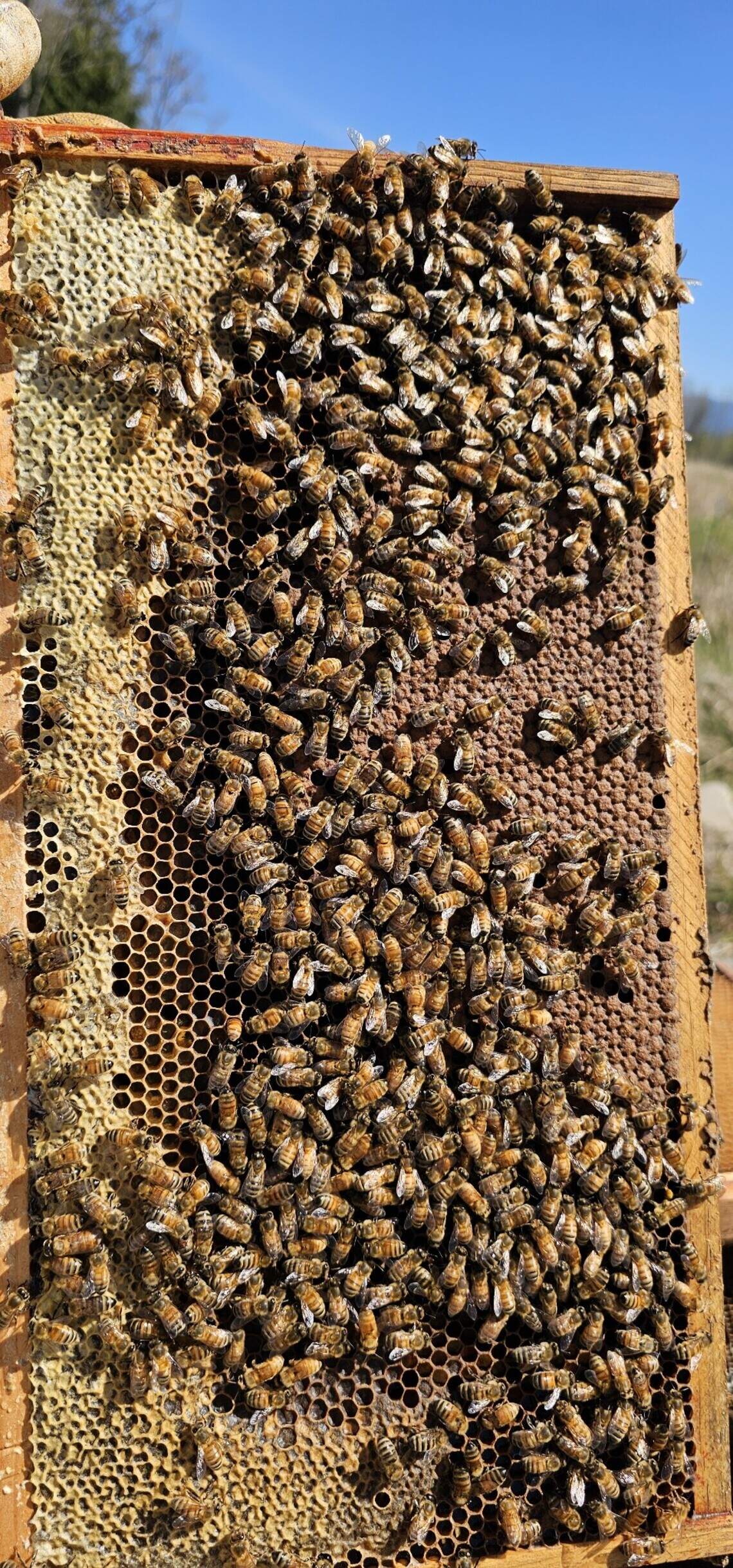 300,000 bees found during home remodel in downtown Puyallup | Tacoma ...