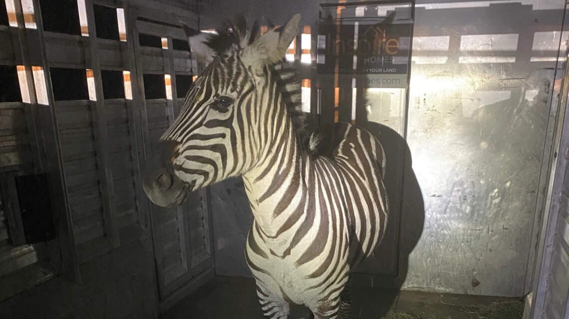 The missing zebra in Washington has been found. Here’s where | Tacoma ...