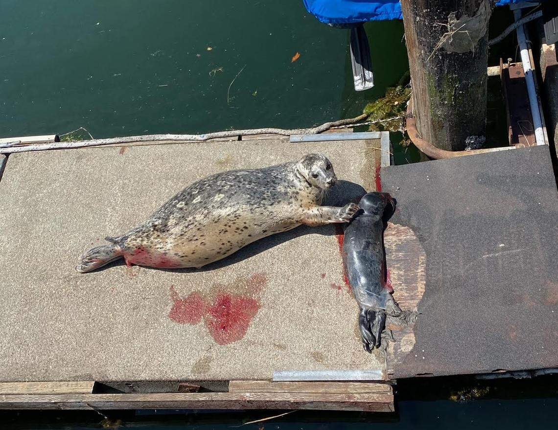 It’s pupping season. Seal mom gives birth on Gig Harbor dock | Tacoma ...