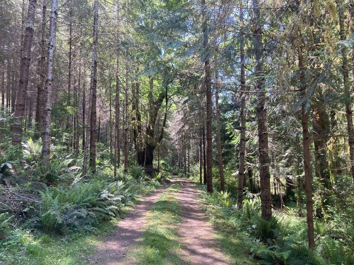 More trails for hikers in 21 acres conserved near Gig Harbor | Tacoma ...