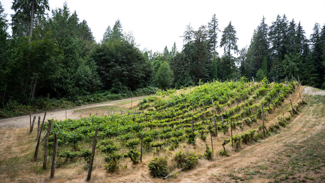 Here’s what to know about the 2022 Key Peninsula Farm Tour | Tacoma ...