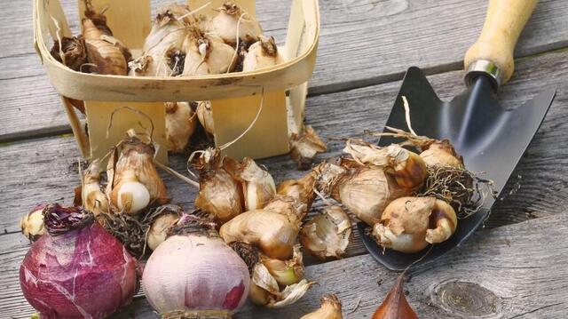 It’s time to buy, plant spring-blooming bulbs in South Sound | Tacoma ...