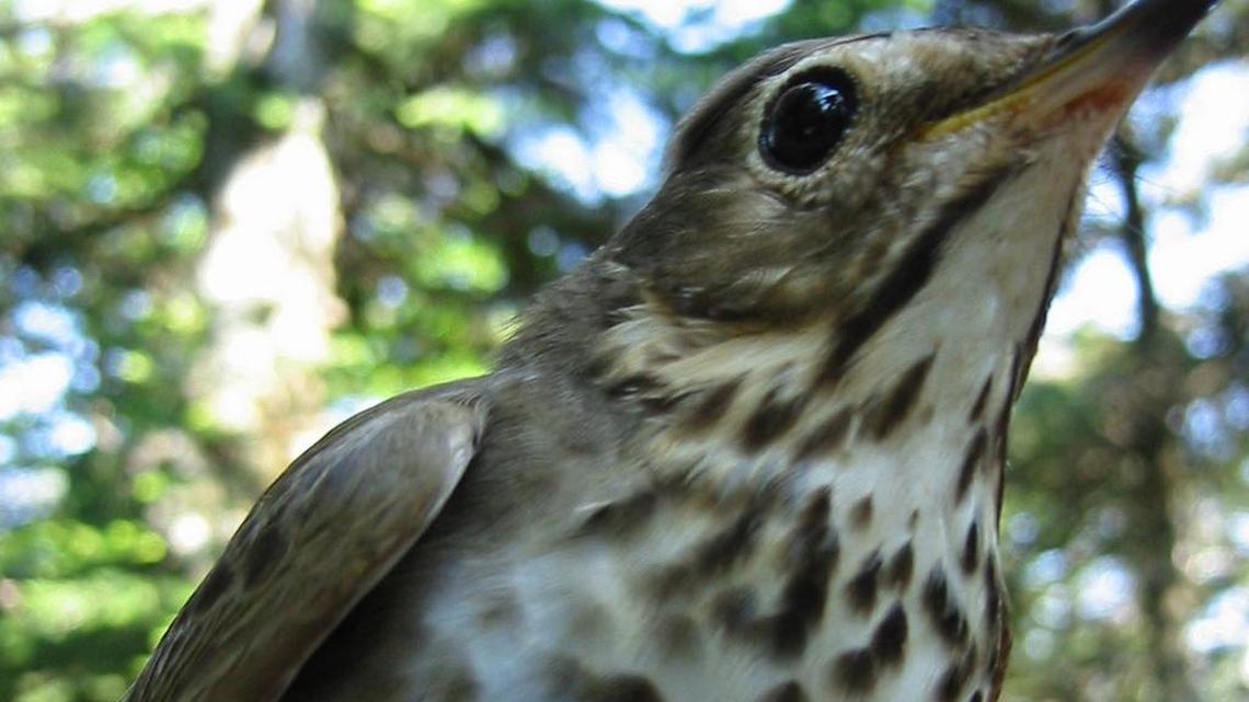 Joan Carson: Favorite bird songs sparks memories from past springs and ...