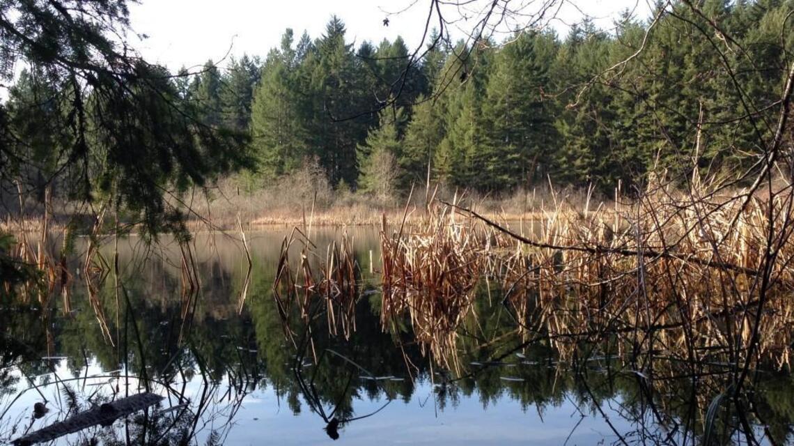 Trail of the week: Farrell’s Marsh in Steilacoom | Tacoma News Tribune