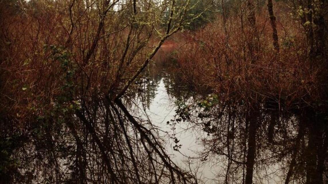 Trail of the week: Vashon Island Center Forest | Tacoma News Tribune
